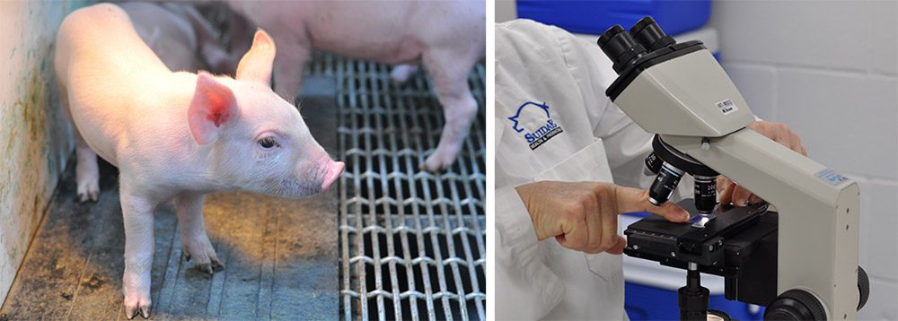 Sapovirus: What We Have Learned So Far - Suidae Health & Production