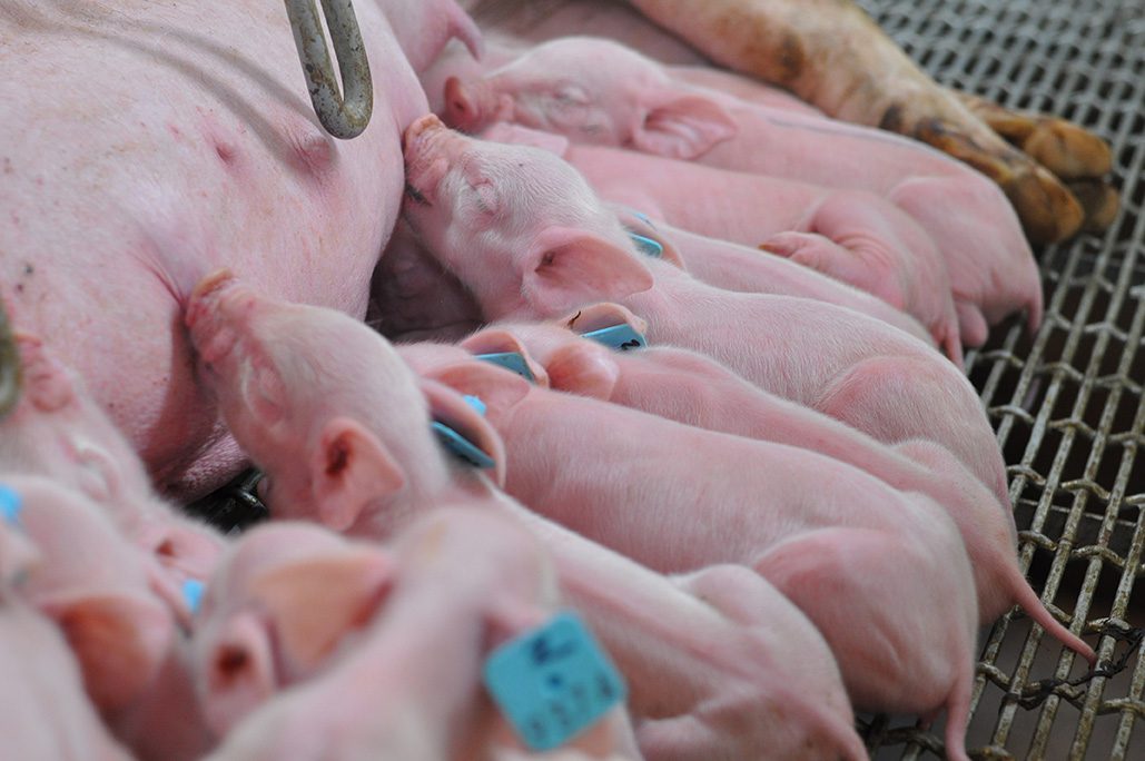 Production Management - Suidae Health & Production